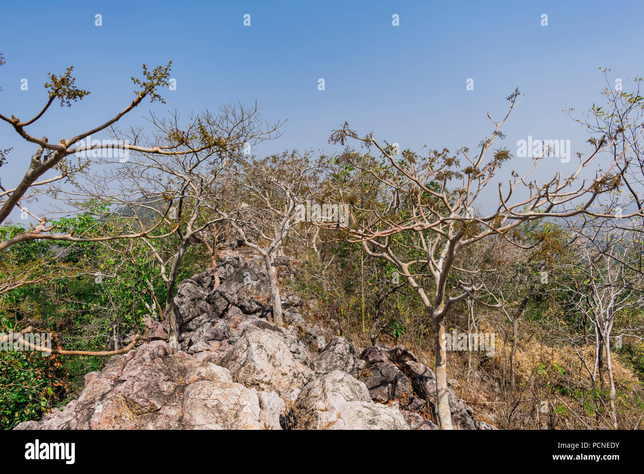 White trees close view at top of mountain with a big rock at top of ...