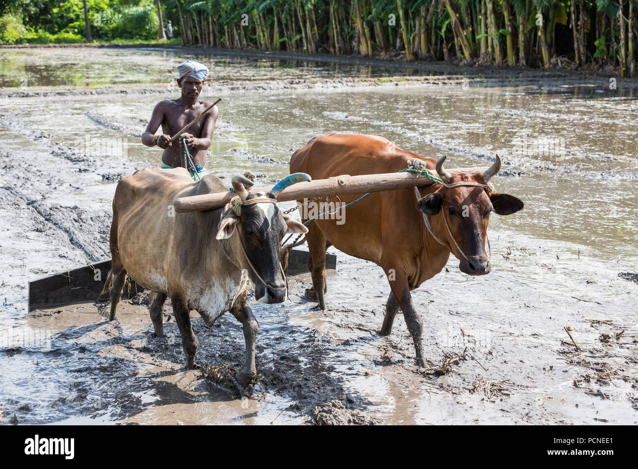 PONDICHERY, PUDUCHERRY, TAMIL NADU, INDIA - SEPTEMBER CIRCA, 2017 ...