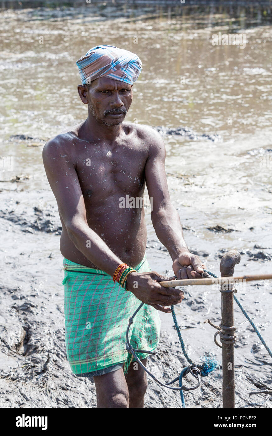 Indian man ploughing a field with cattle hi-res stock photography and ...