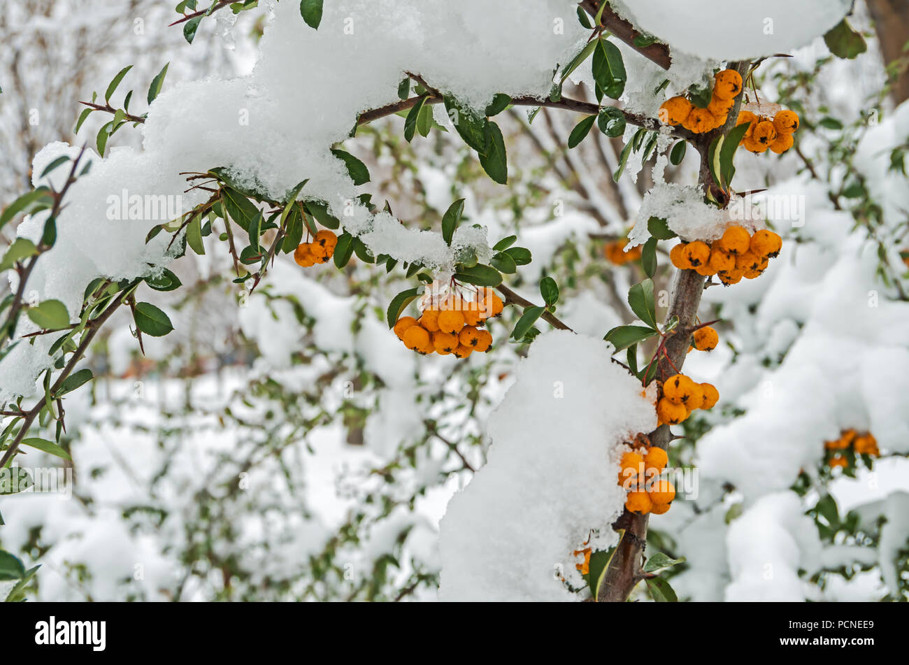 Snow-covered evergreen shrubbery pyracantha with color orange berries ...