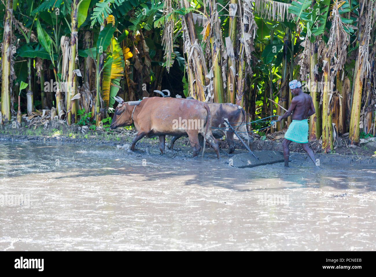 Farmers ploughing a field with cattle hi-res stock photography and ...