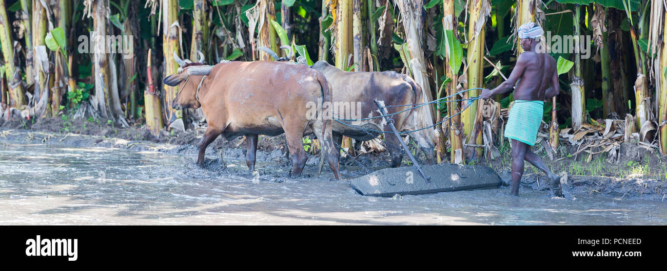 PONDICHERY, PUDUCHERRY, TAMIL NADU, INDIA - SEPTEMBER CIRCA, 2017 ...