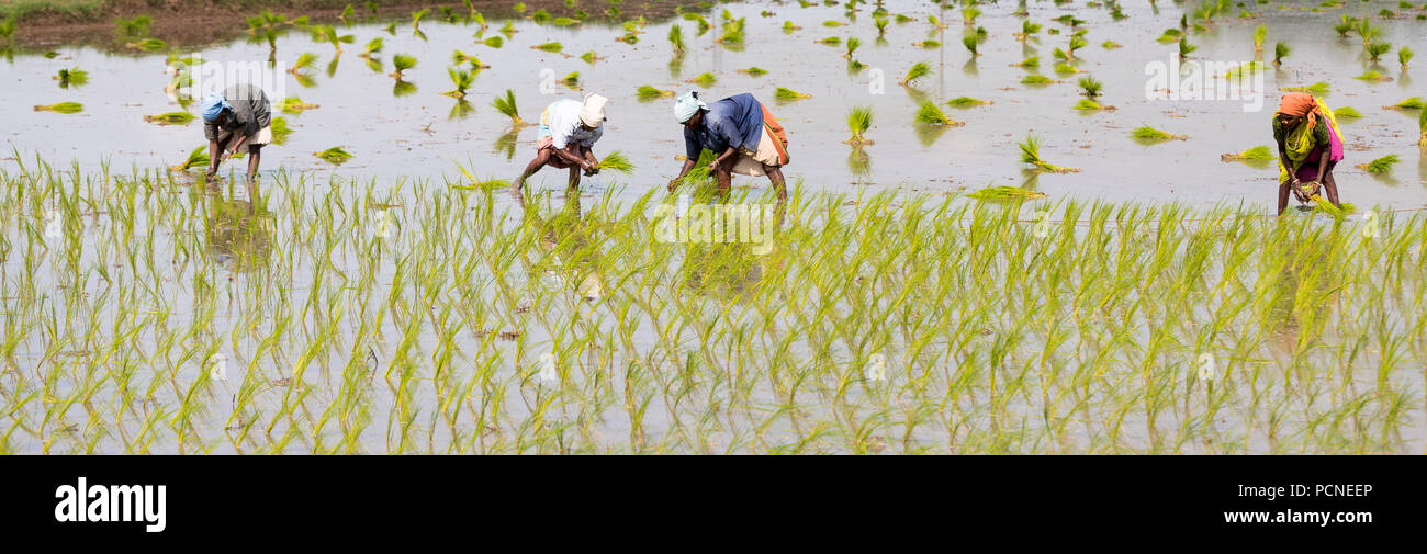 Tamilnadu agricultural land hi-res stock photography and images - Alamy