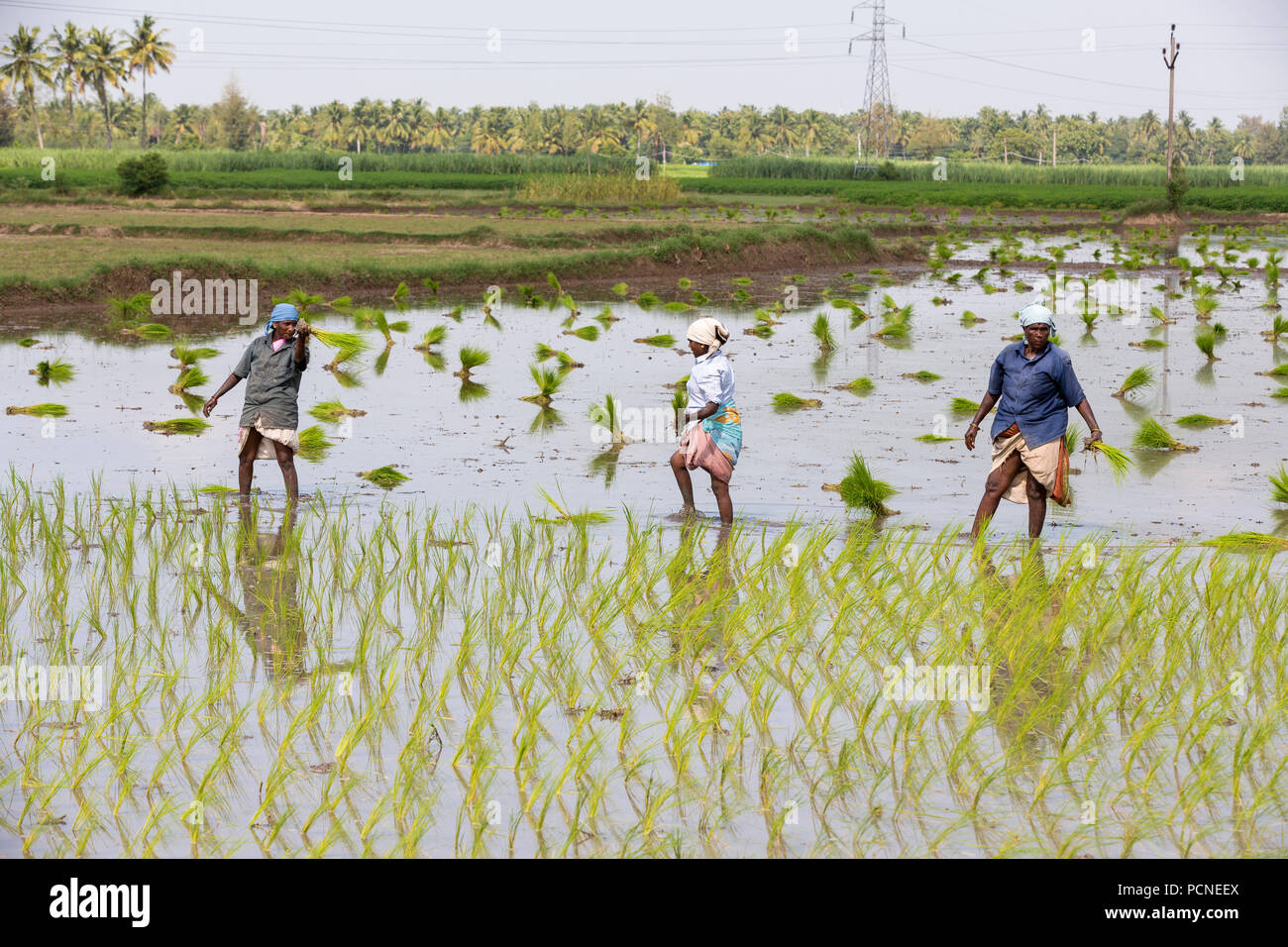 Tamilnadu agricultural land hi-res stock photography and images - Alamy