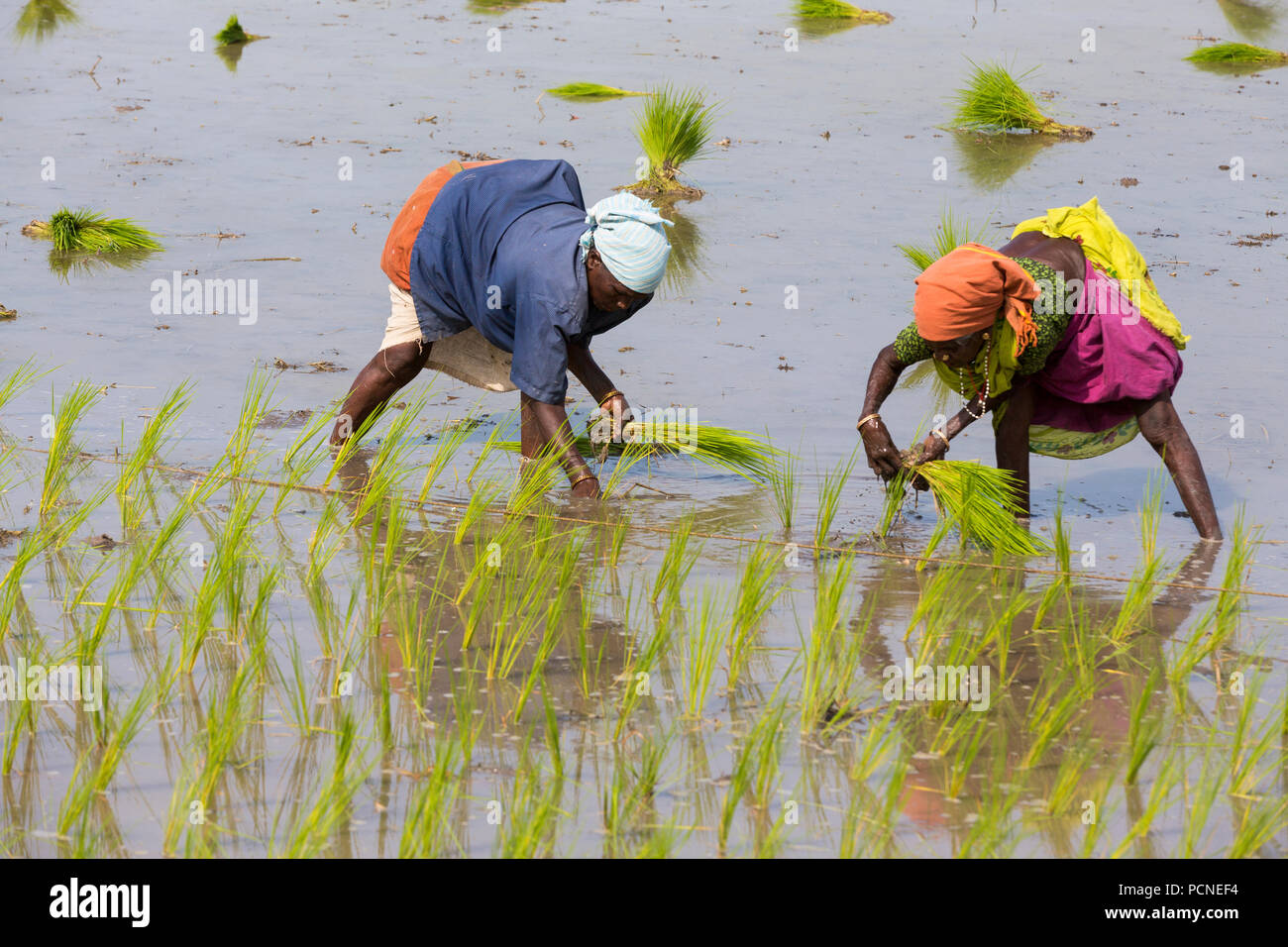 Tamilnadu agricultural land hi-res stock photography and images - Alamy