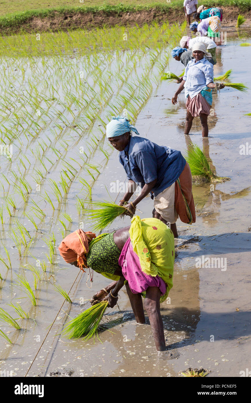 PONDICHERY, PUDUCHERRY, TAMIL NADU - INDIA - SEPTEMBER CIRCA, 2017 ...