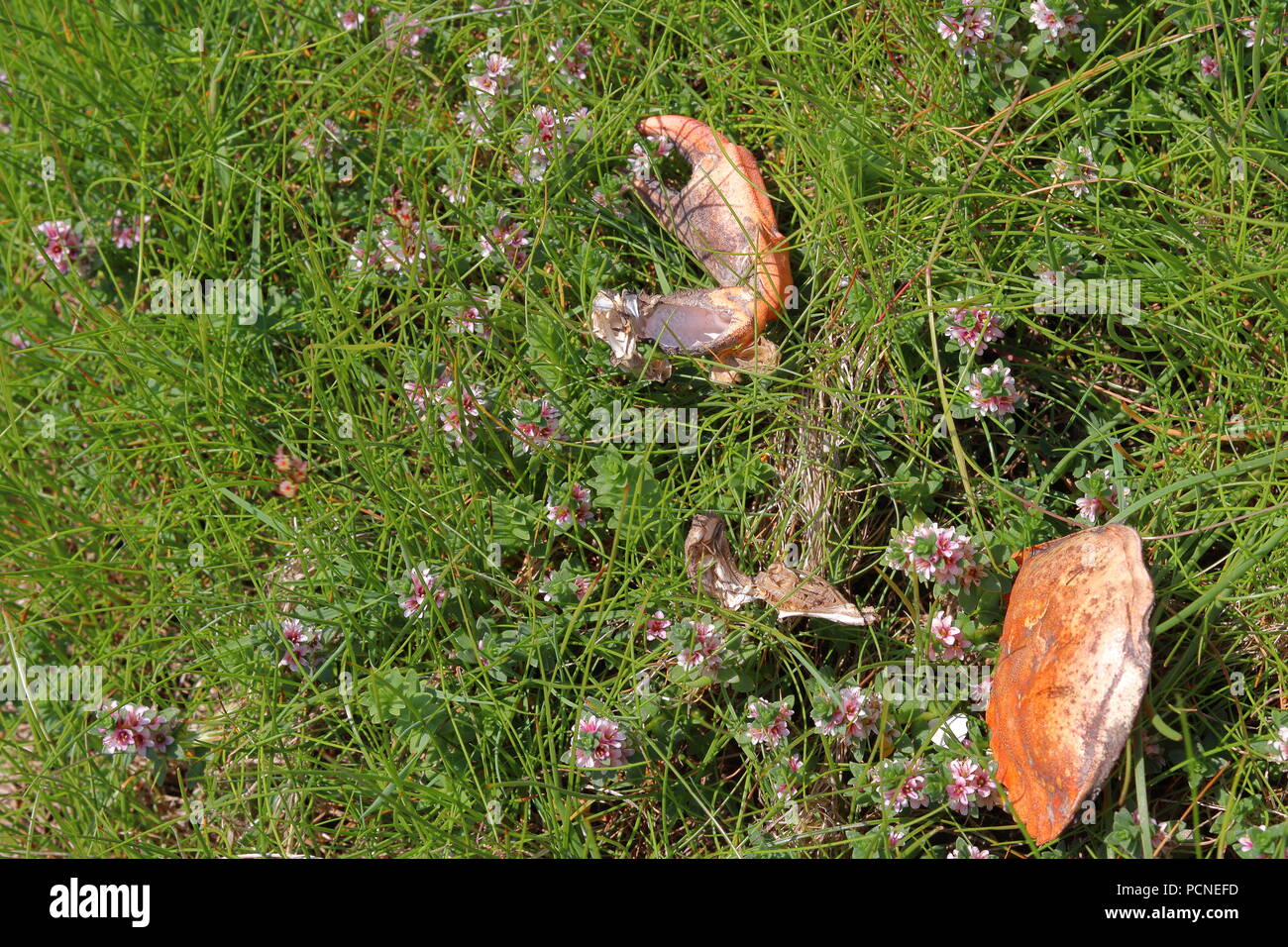 Cram hi-res stock photography and images - Alamy