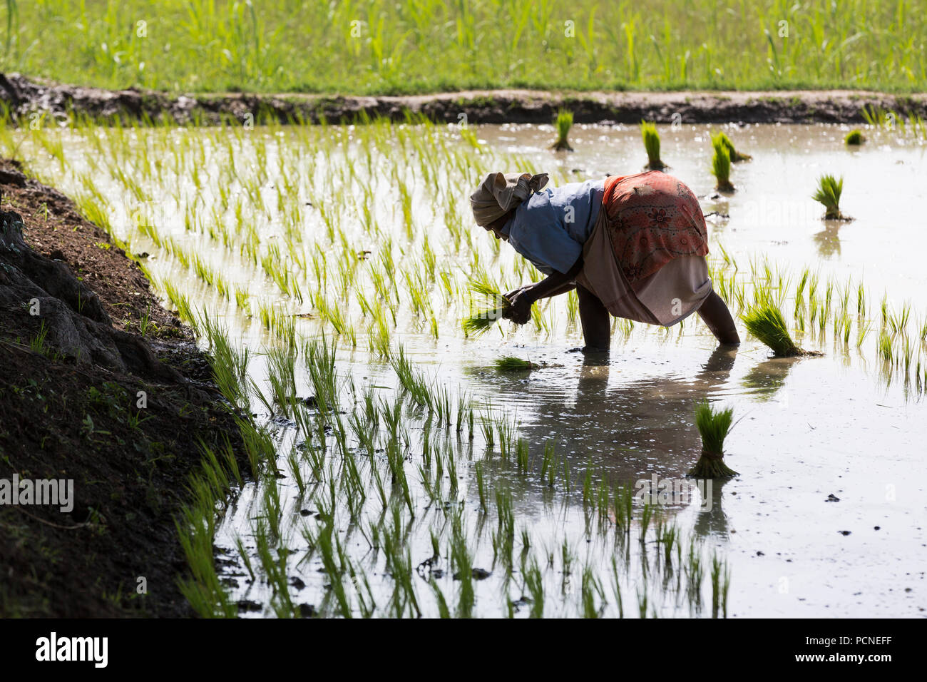 Tamilnadu agricultural land hi-res stock photography and images - Alamy