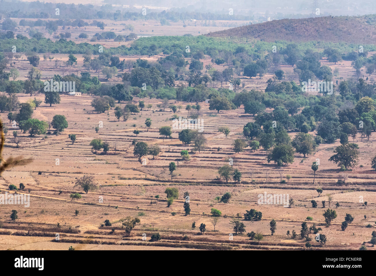 aerial photo of agro landscape of field & small forest from a top of ...