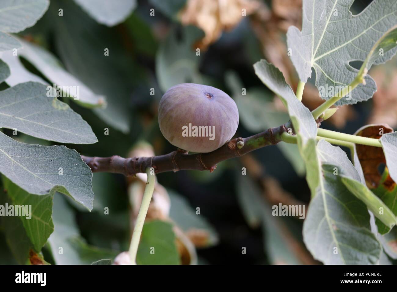 A ripe fig grows on a tree Stock Photo - Alamy