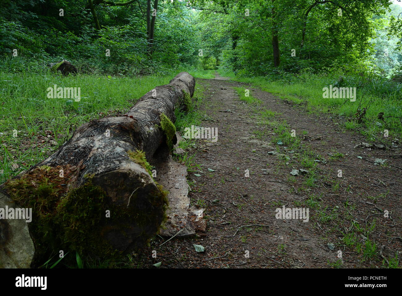 Path and log Stock Photo - Alamy