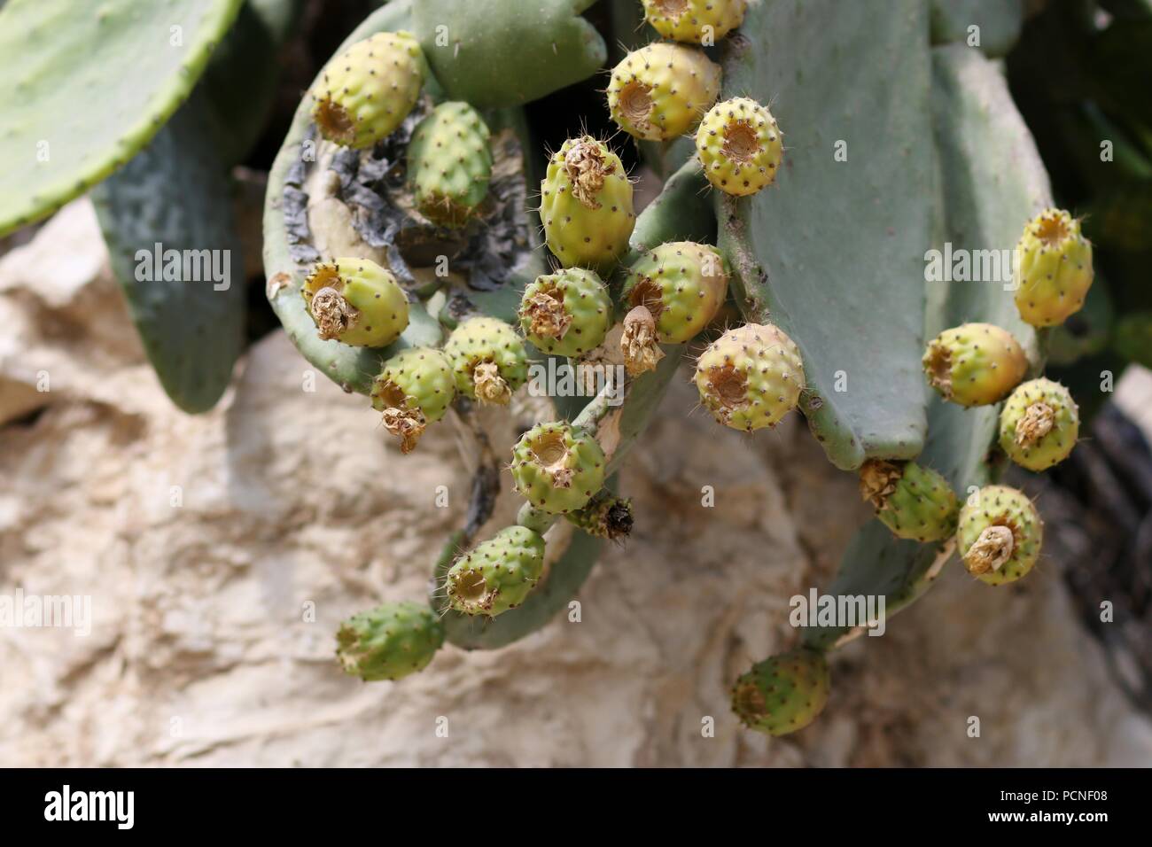 The fruits of the sabras plant are ready for picking Stock Photo - Alamy