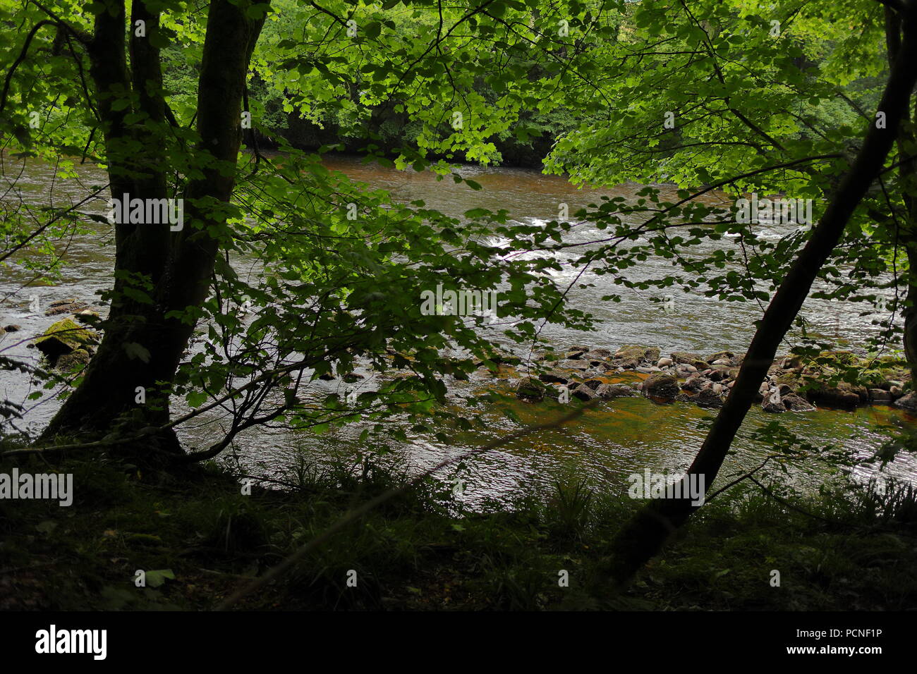 Trees next to the river Stock Photo - Alamy