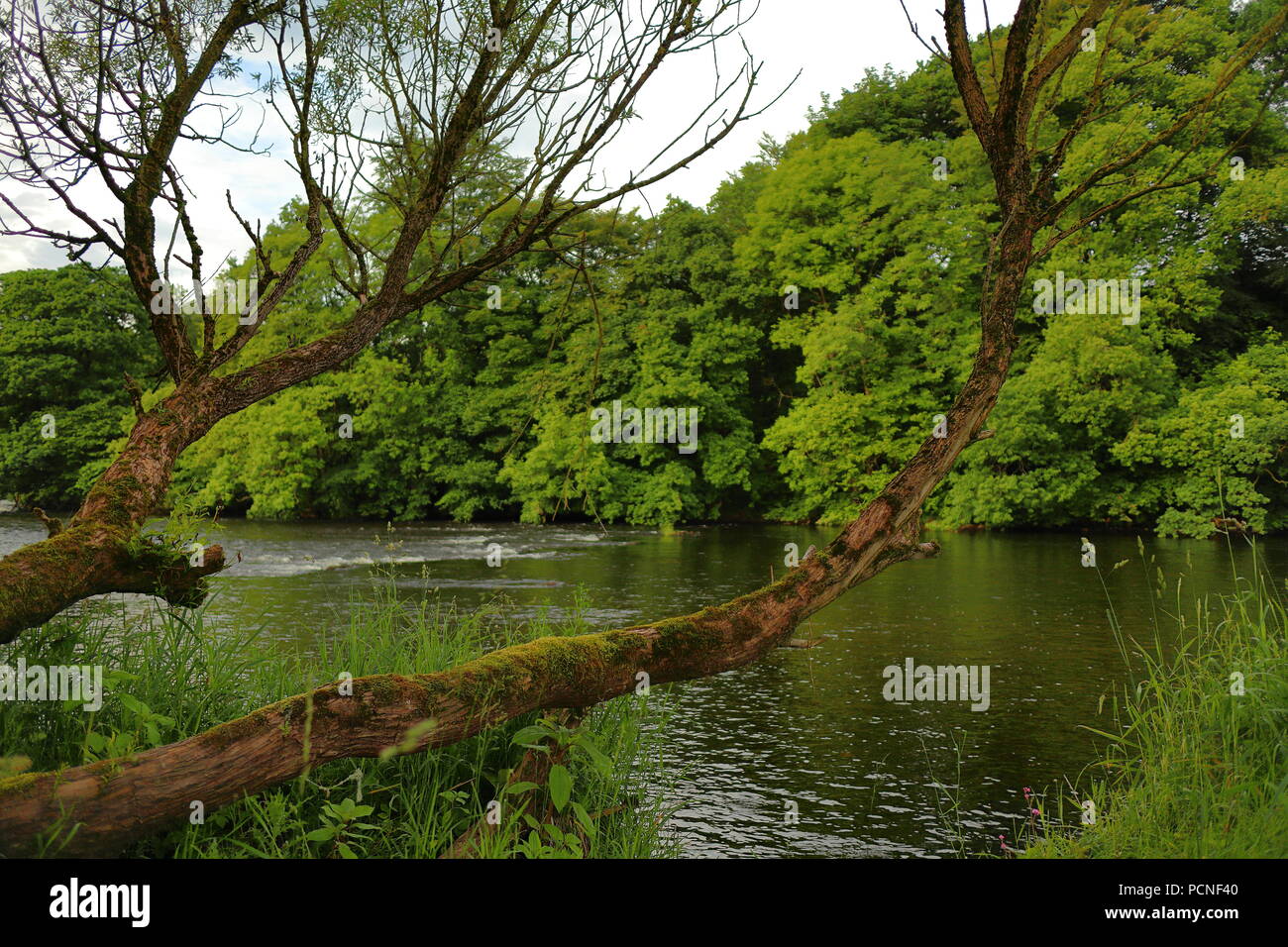 Trees above the river Stock Photo - Alamy