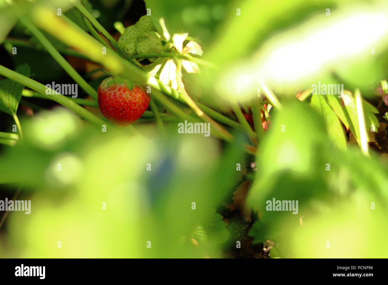 First strawberry hi-res stock photography and images - Alamy