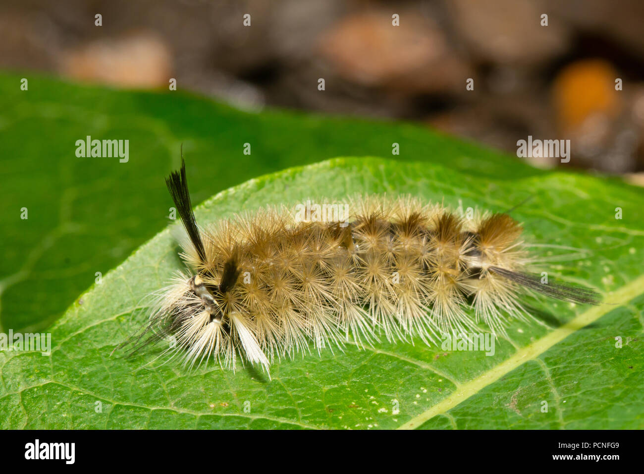 Banded tussock moth caterpillar - Halysidota tessellaris Stock Photo ...