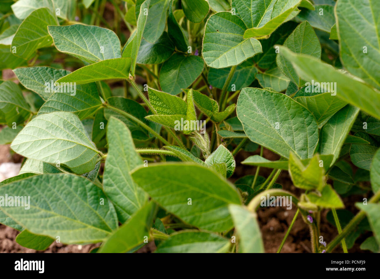 Genetically Modified Crops High Resolution Stock Photography and Images ...