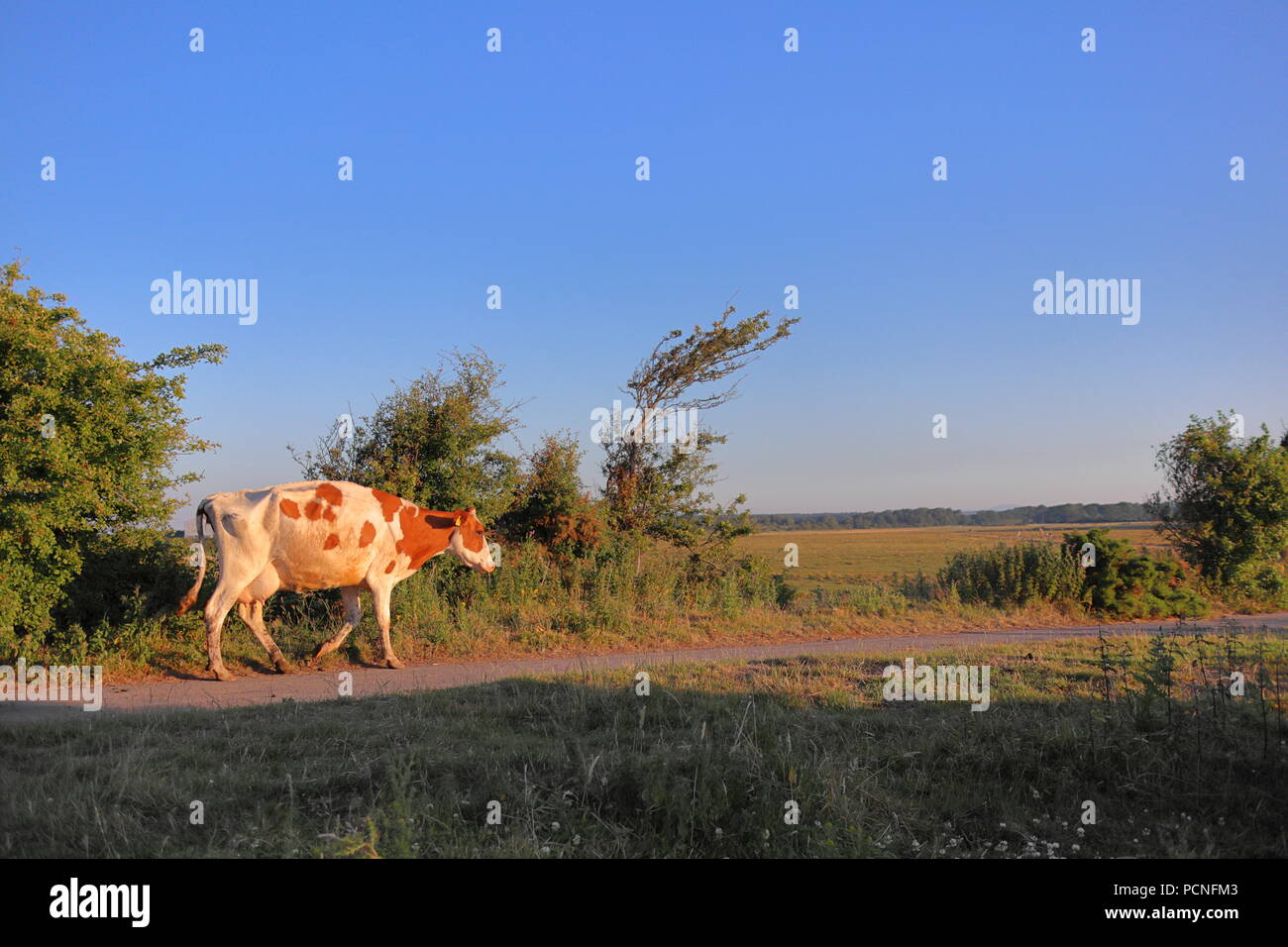 Cow walk on the road Stock Photo - Alamy