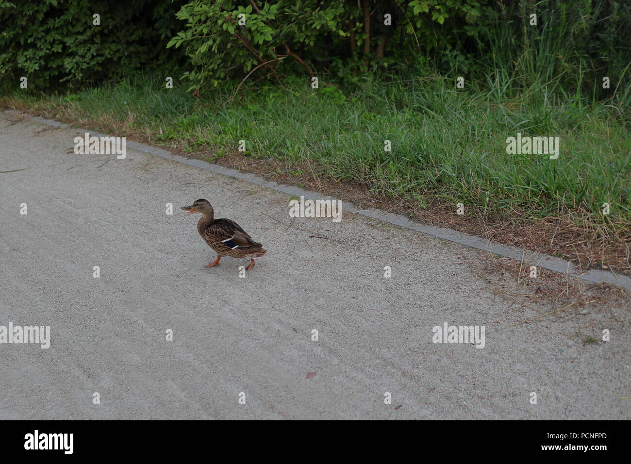 Duck walk hi-res stock photography and images - Alamy