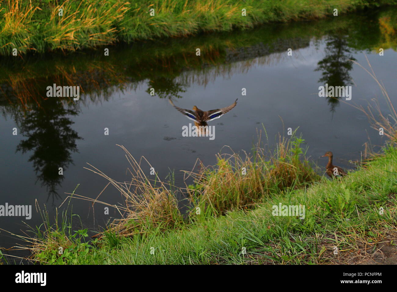 Duck jump into the water Stock Photo - Alamy
