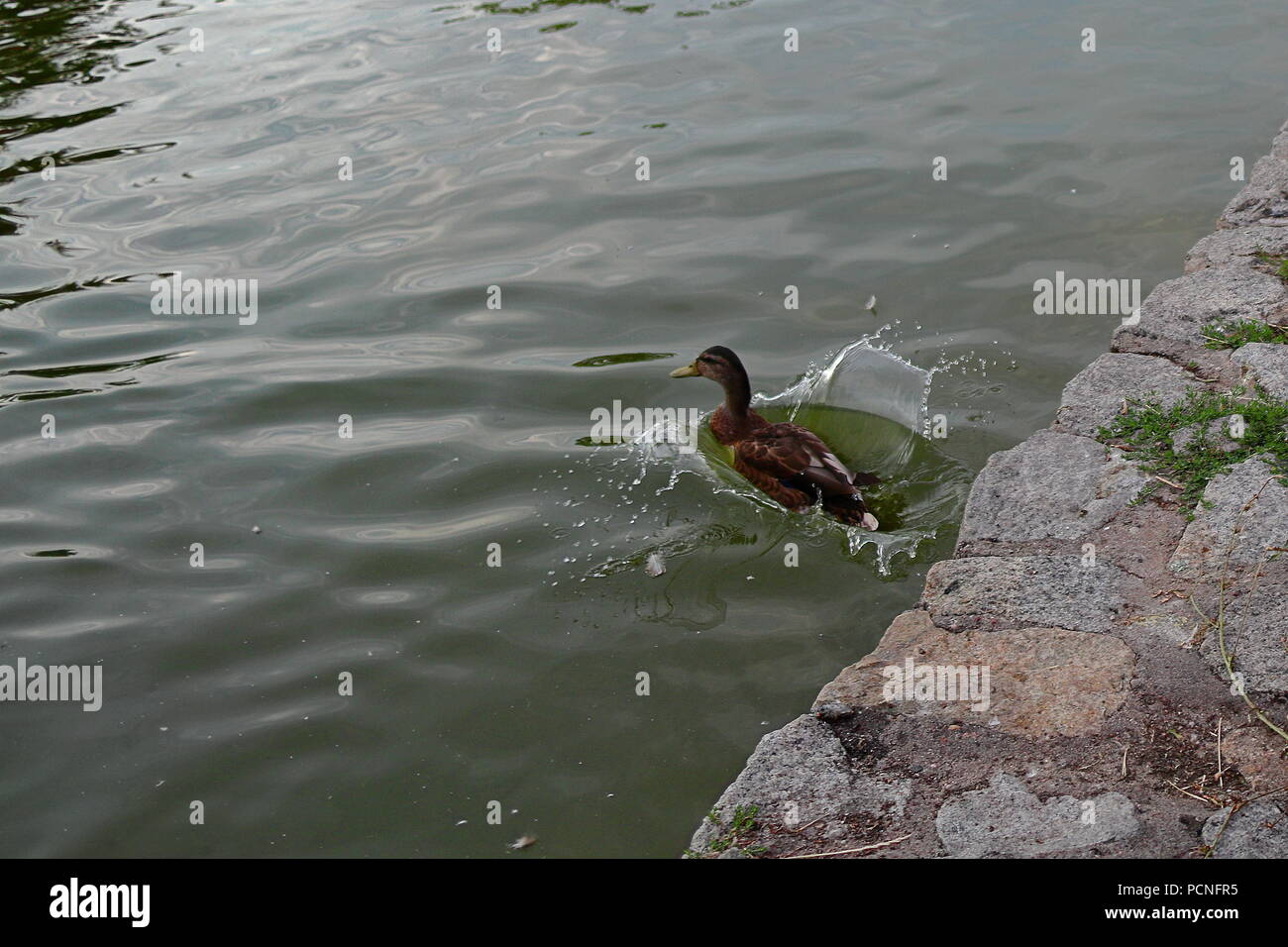 Duck splash hi-res stock photography and images - Alamy