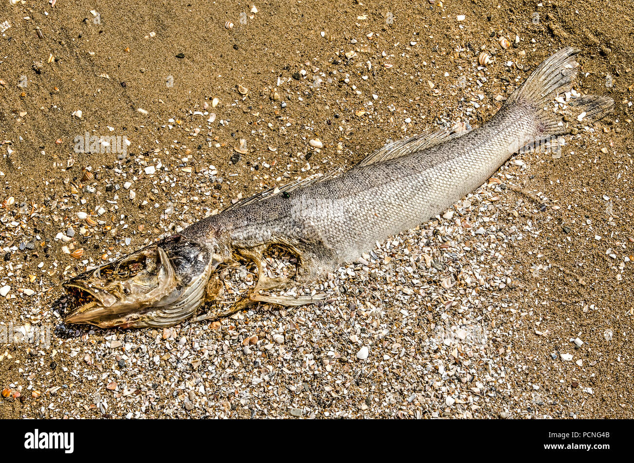 Fish on the sand hi-res stock photography and images - Alamy