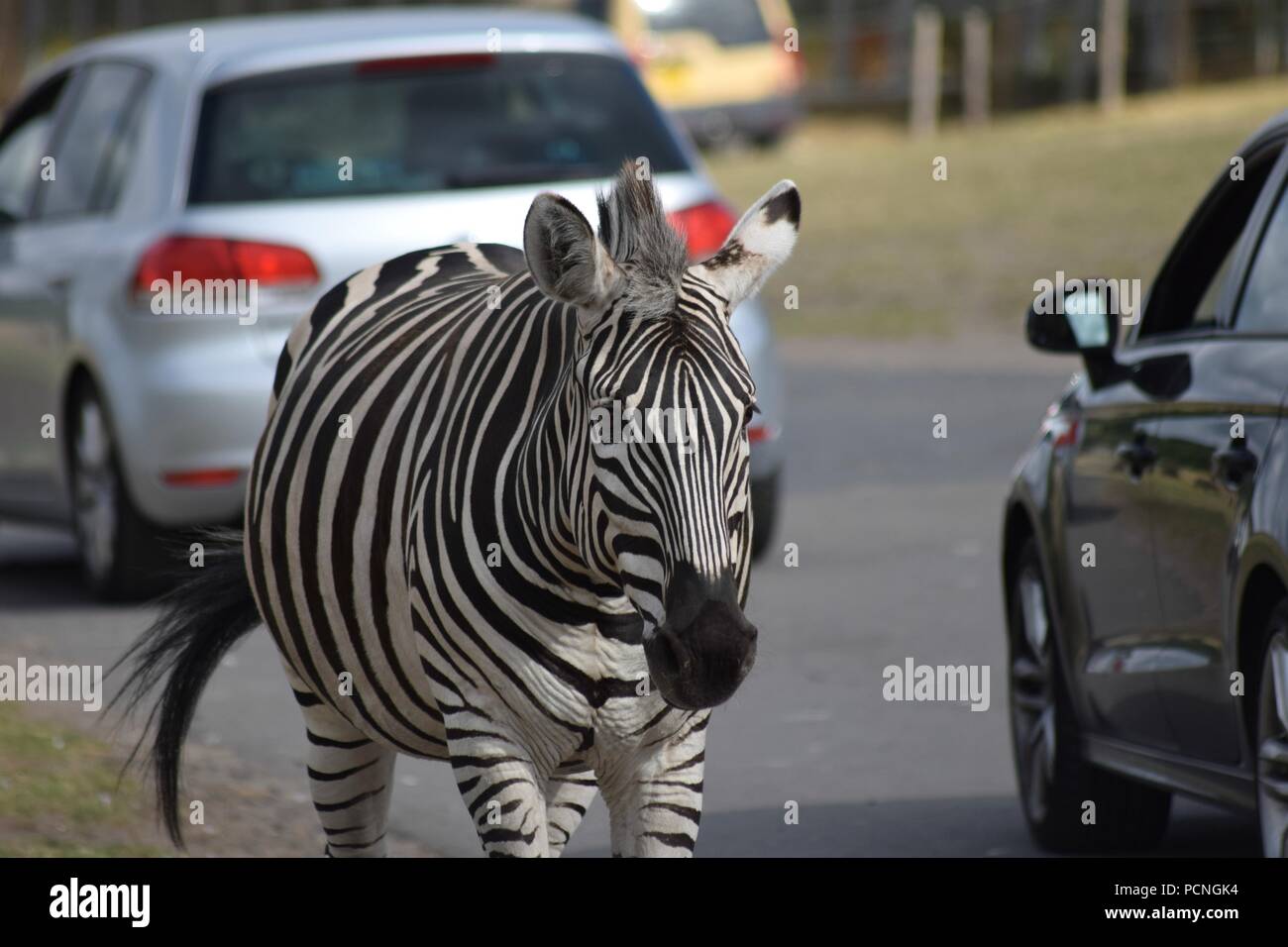 Safari Park Animals Stock Photo - Alamy