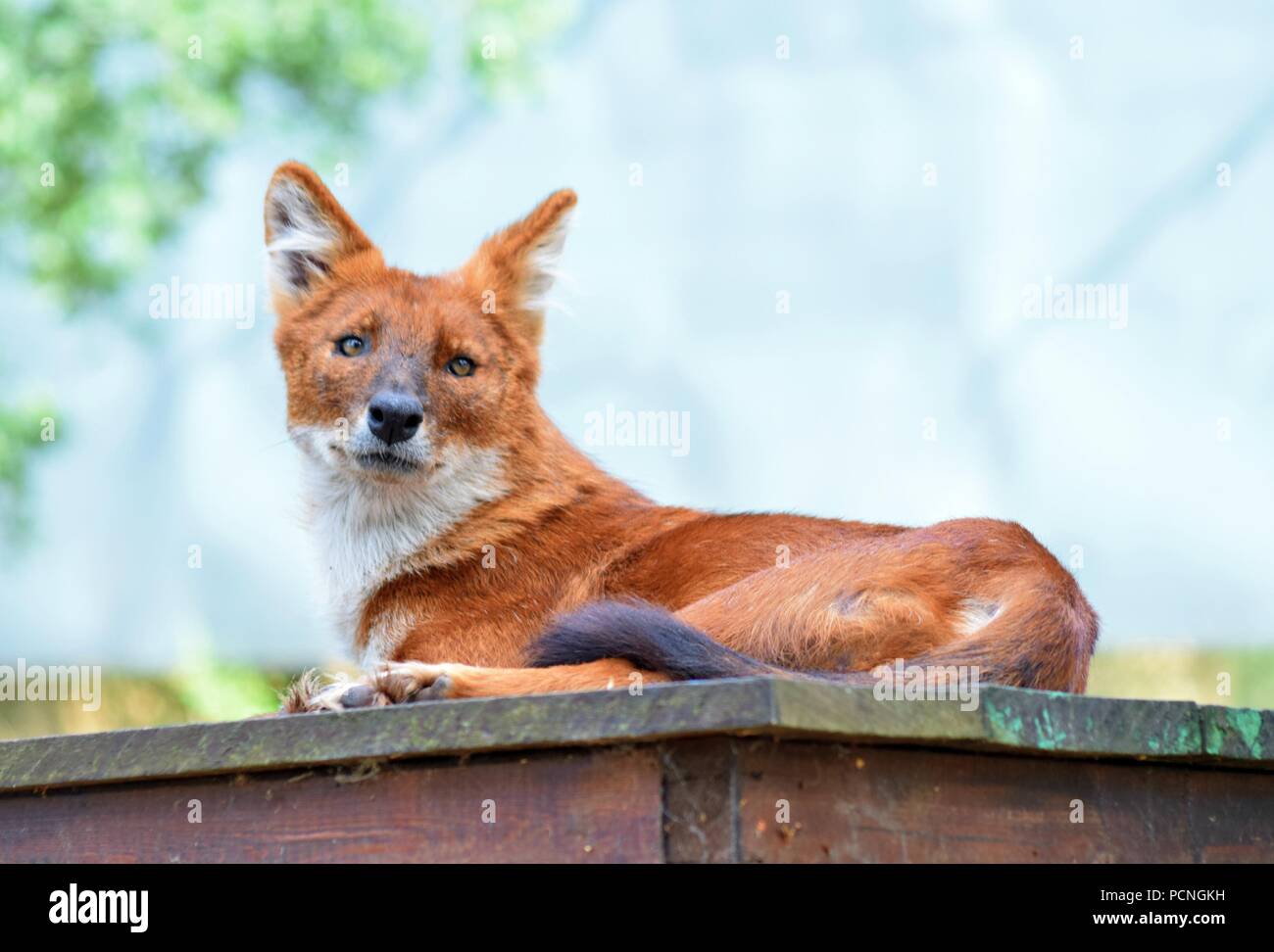 Safari Park Animals Stock Photo - Alamy
