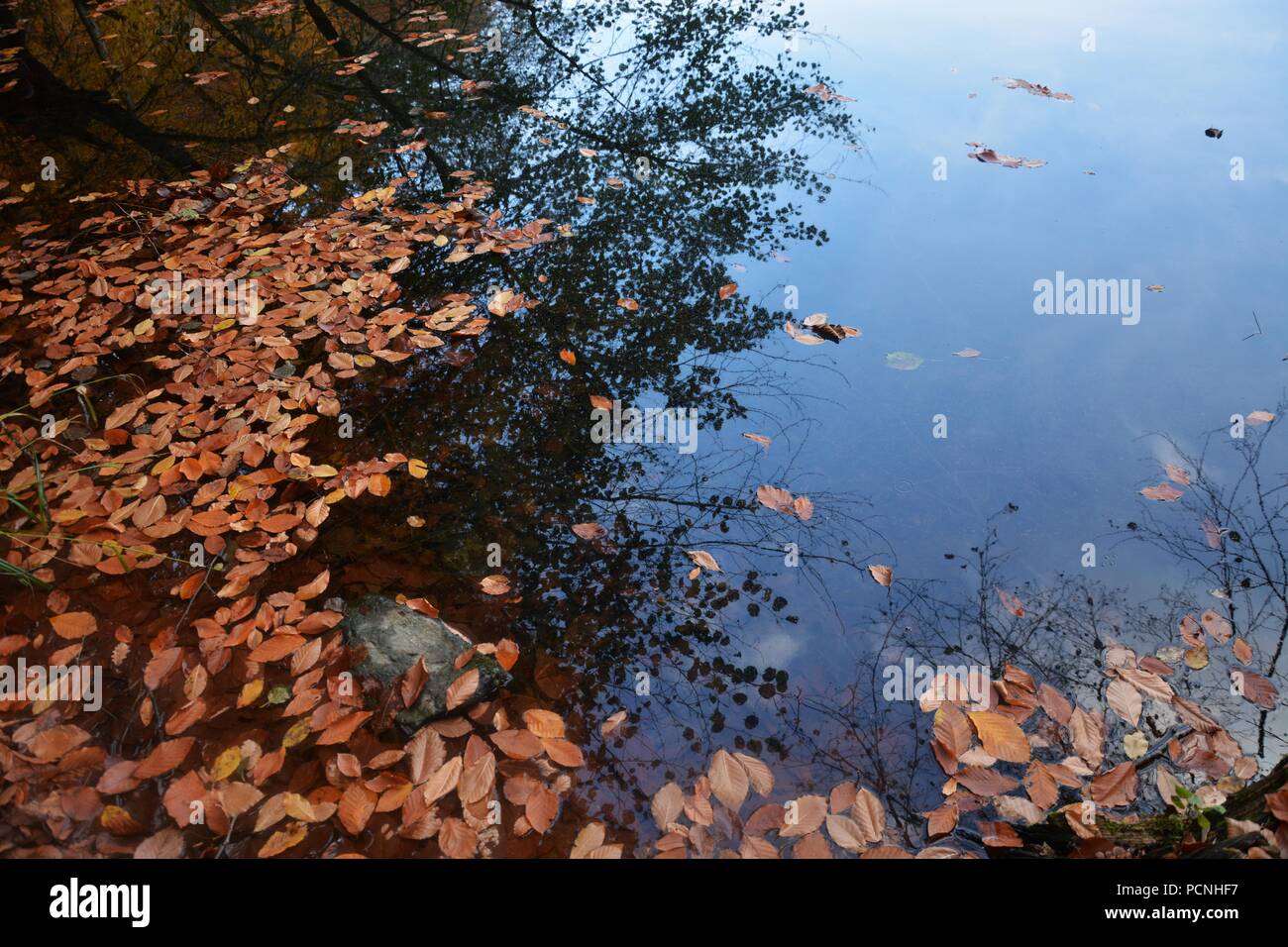 Yedigöller National Park in Autumn Stock Photo - Alamy