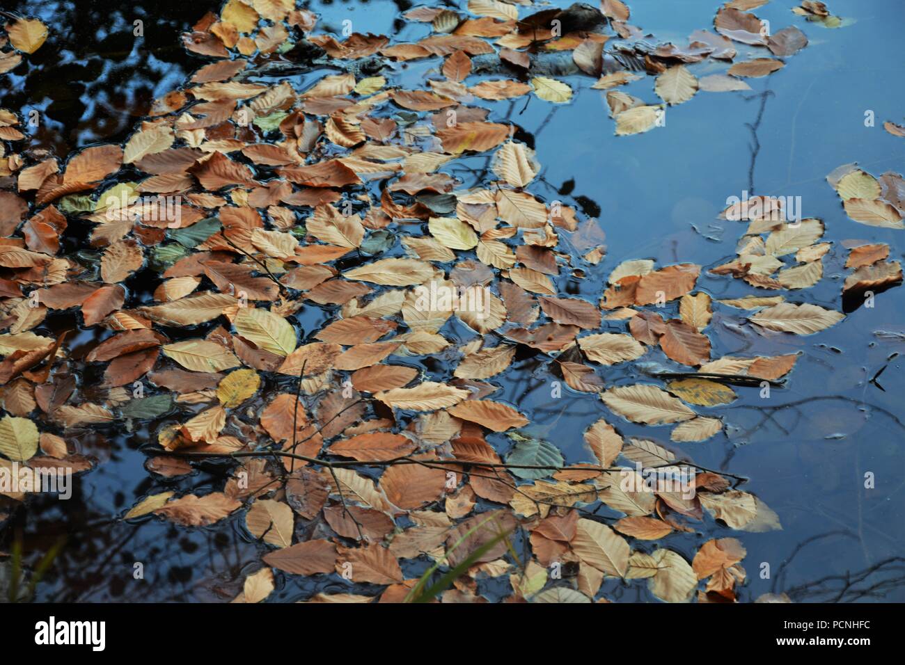 Yedigöller National Park in Autumn Stock Photo - Alamy
