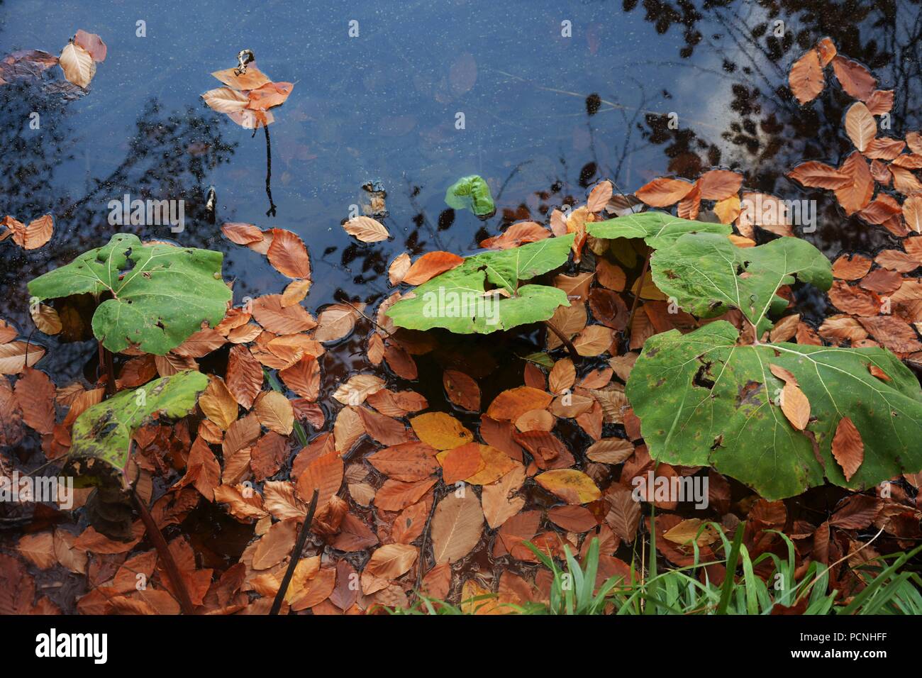 Yedigöller National Park in Autumn Stock Photo - Alamy