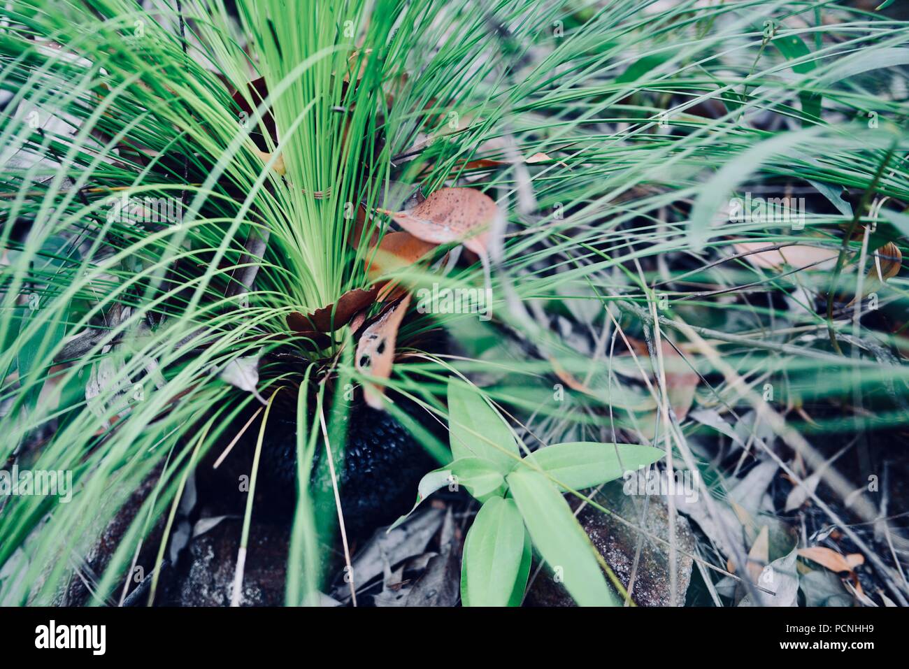 Dry sclerophyll forest hi-res stock photography and images - Alamy