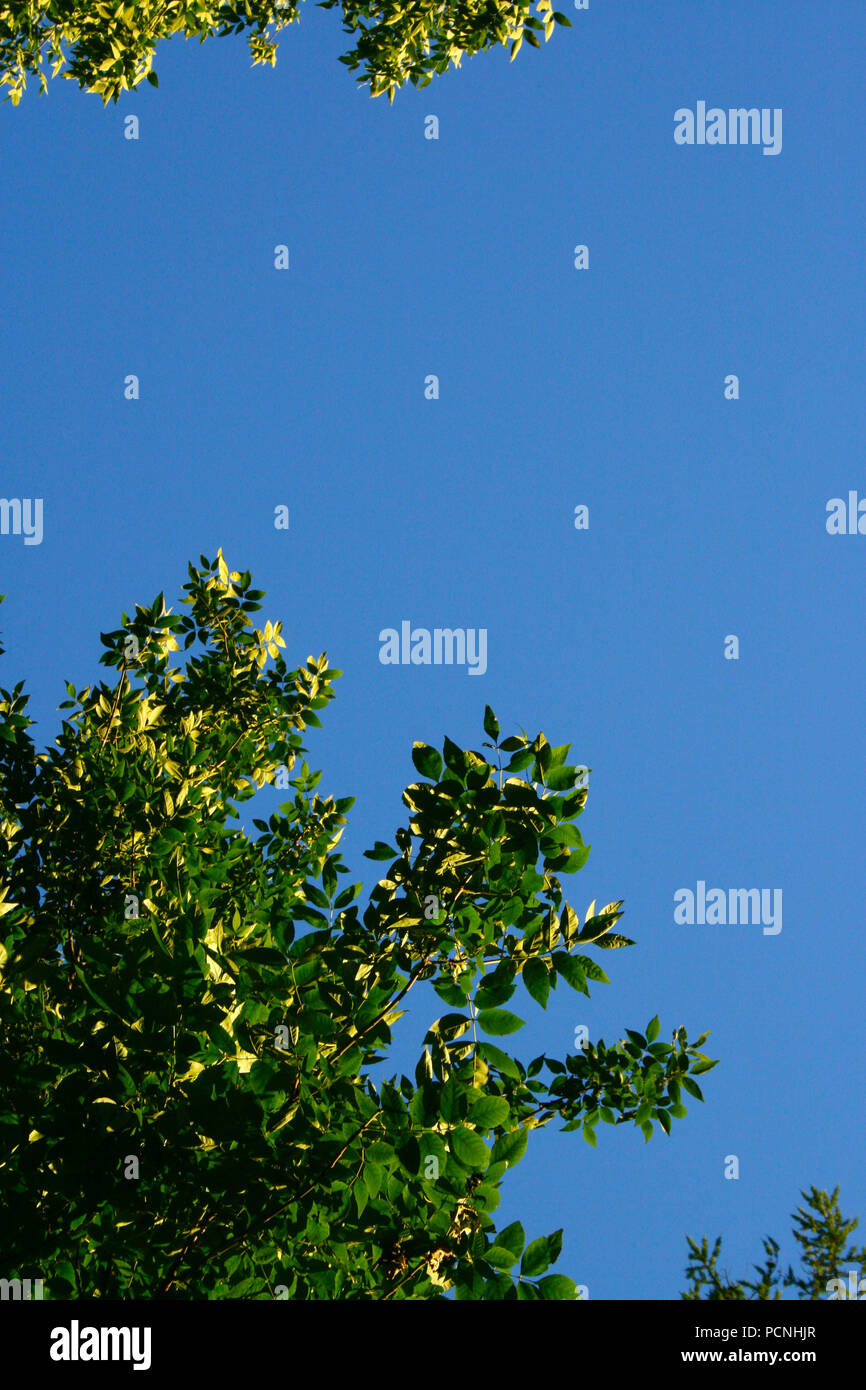 Green summer foliage in park and the blue sky Stock Photo - Alamy