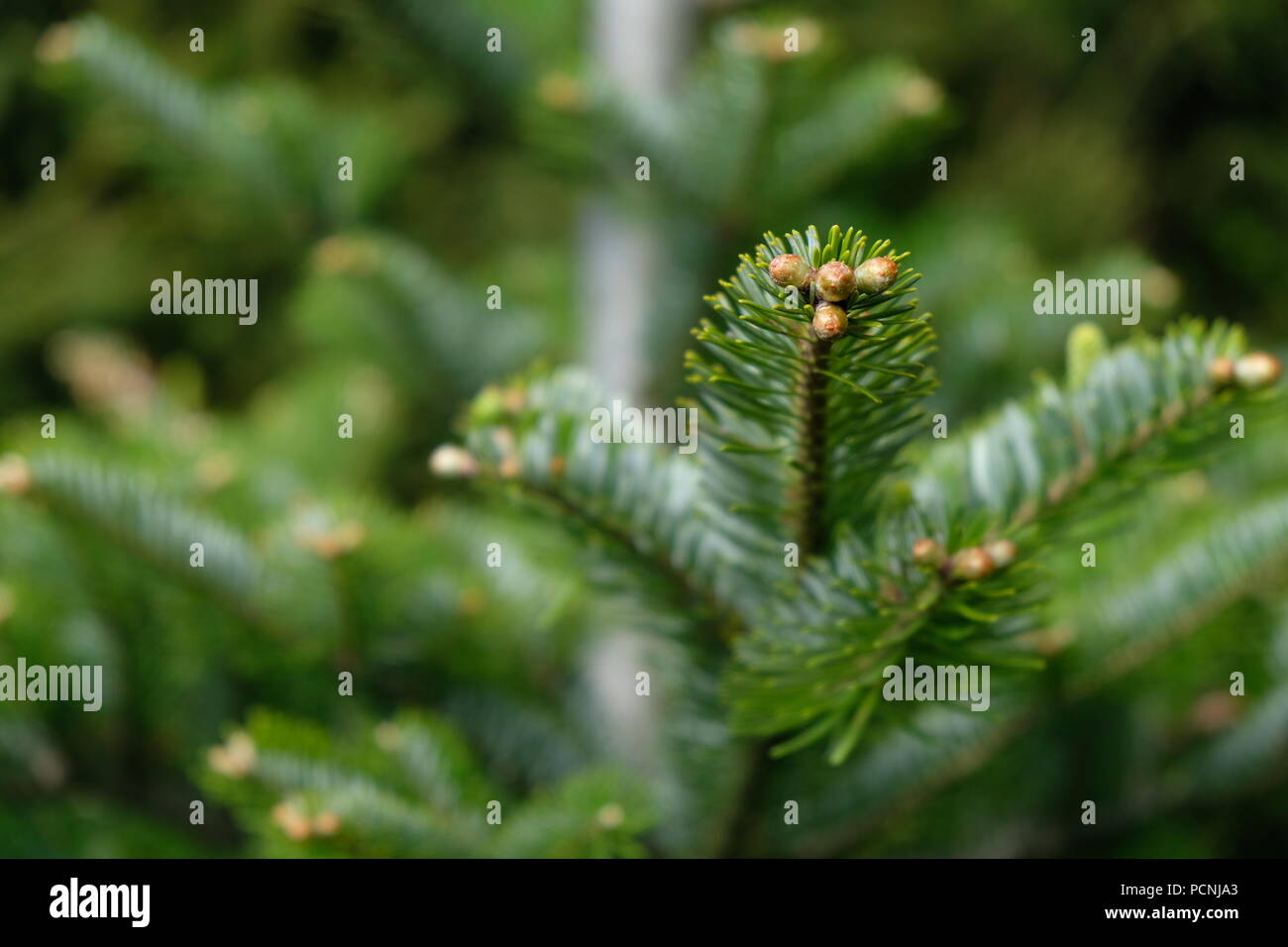 Close-up of fir tree branch with little buds with soft focus Stock ...