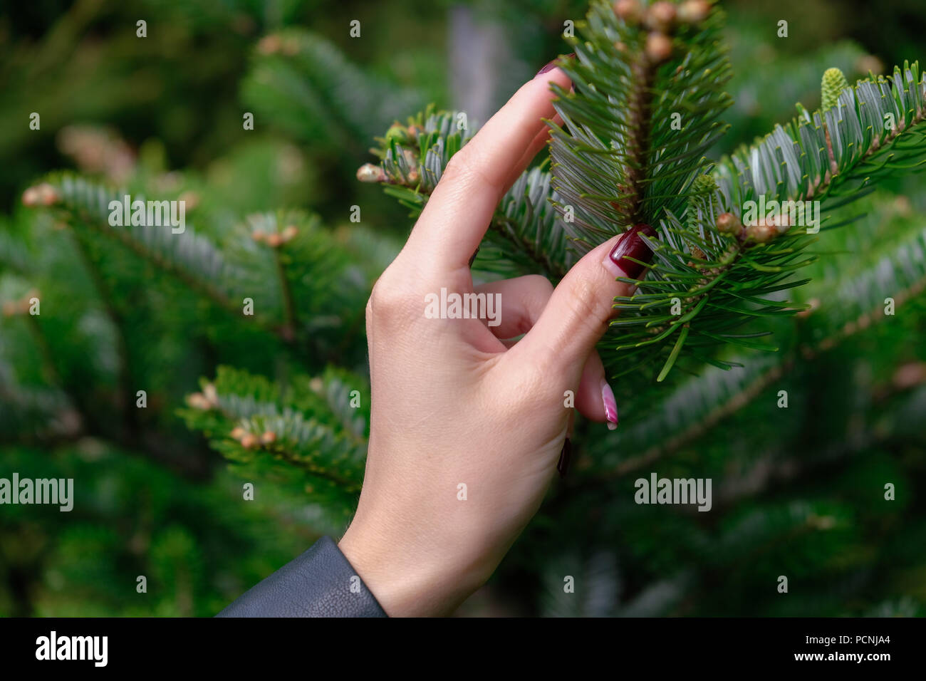 Hand holding tree branch hi-res stock photography and images - Alamy