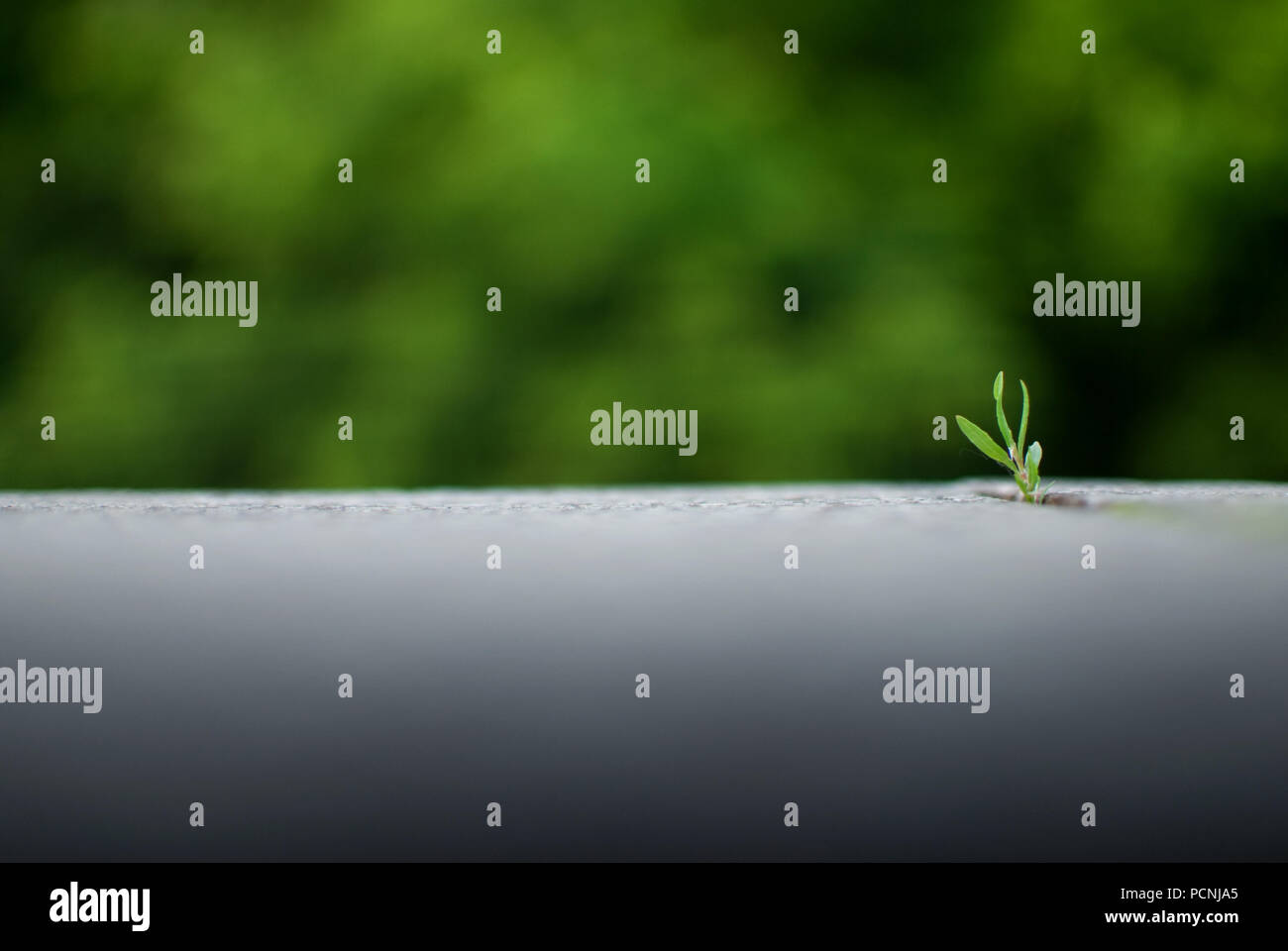 Sprout pushing through stone with selective focus. Concept of new life ...