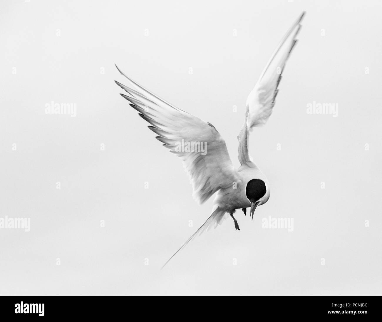 High key bird Black and White Stock Photos & Images - Alamy