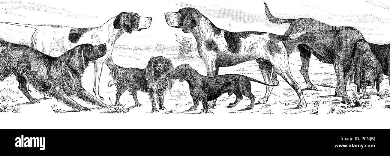 various breed of dogs, digital improved reproduction of an historical ...