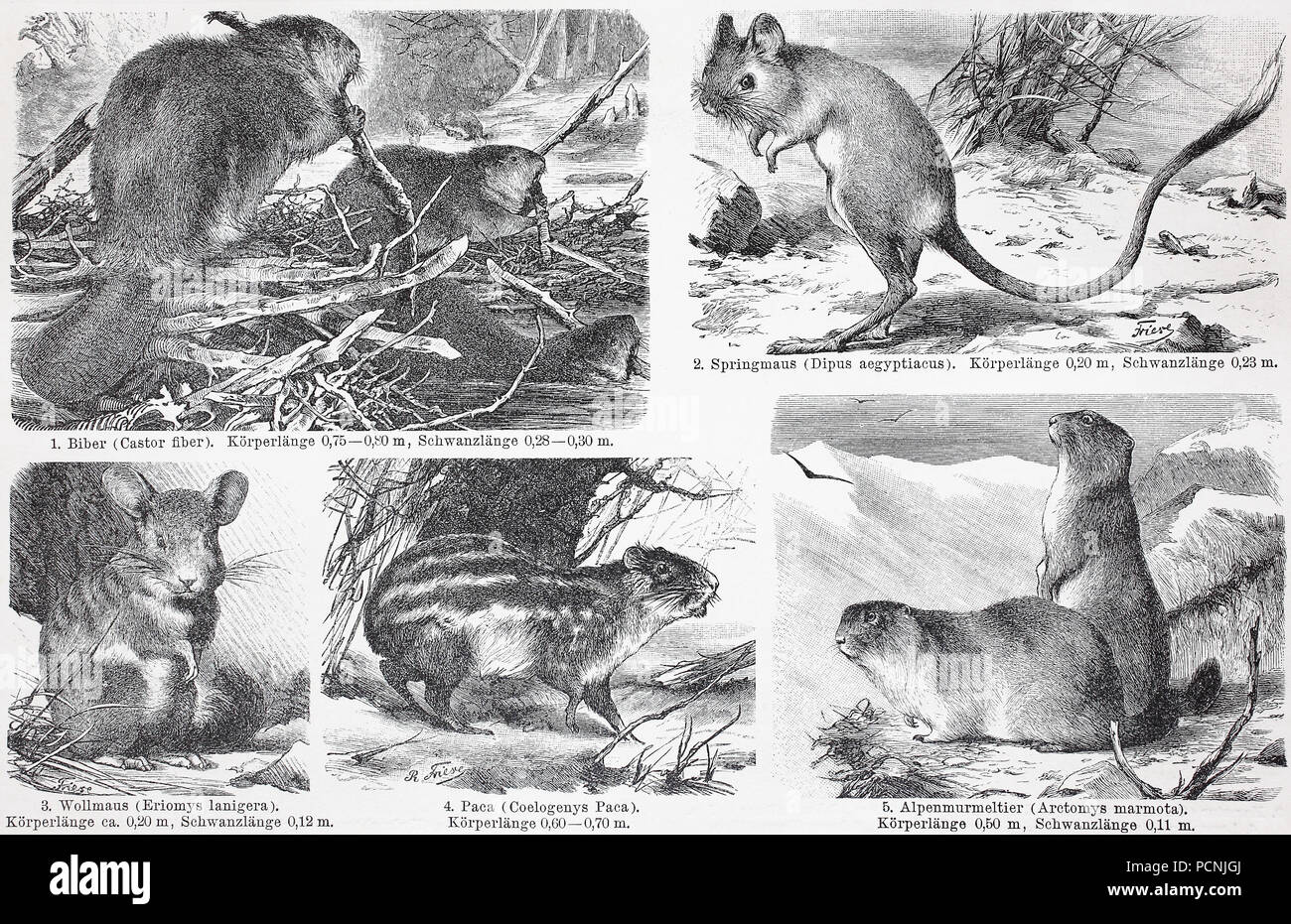different rodents, beaver, dipodid, Chinchilla, Paca, alpine marmot ...