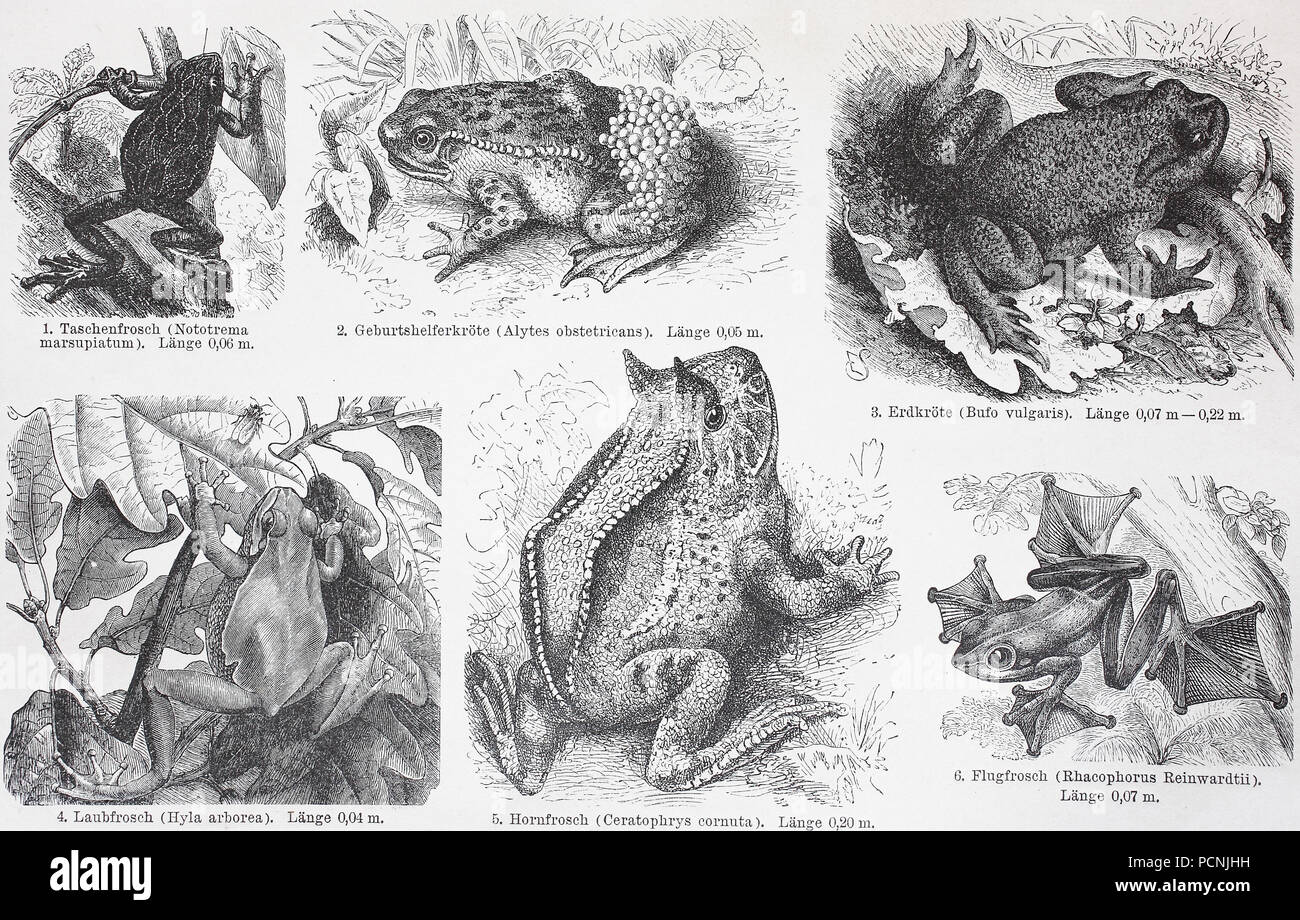 different frogs and toads, digital improved reproduction of an ...