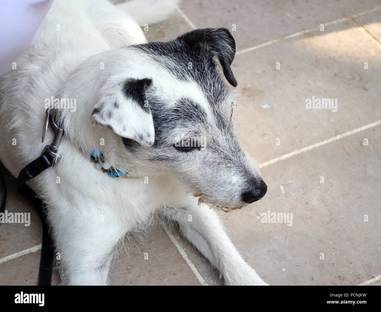 15 year old bitch sits waiting patiently for her master and friend ...