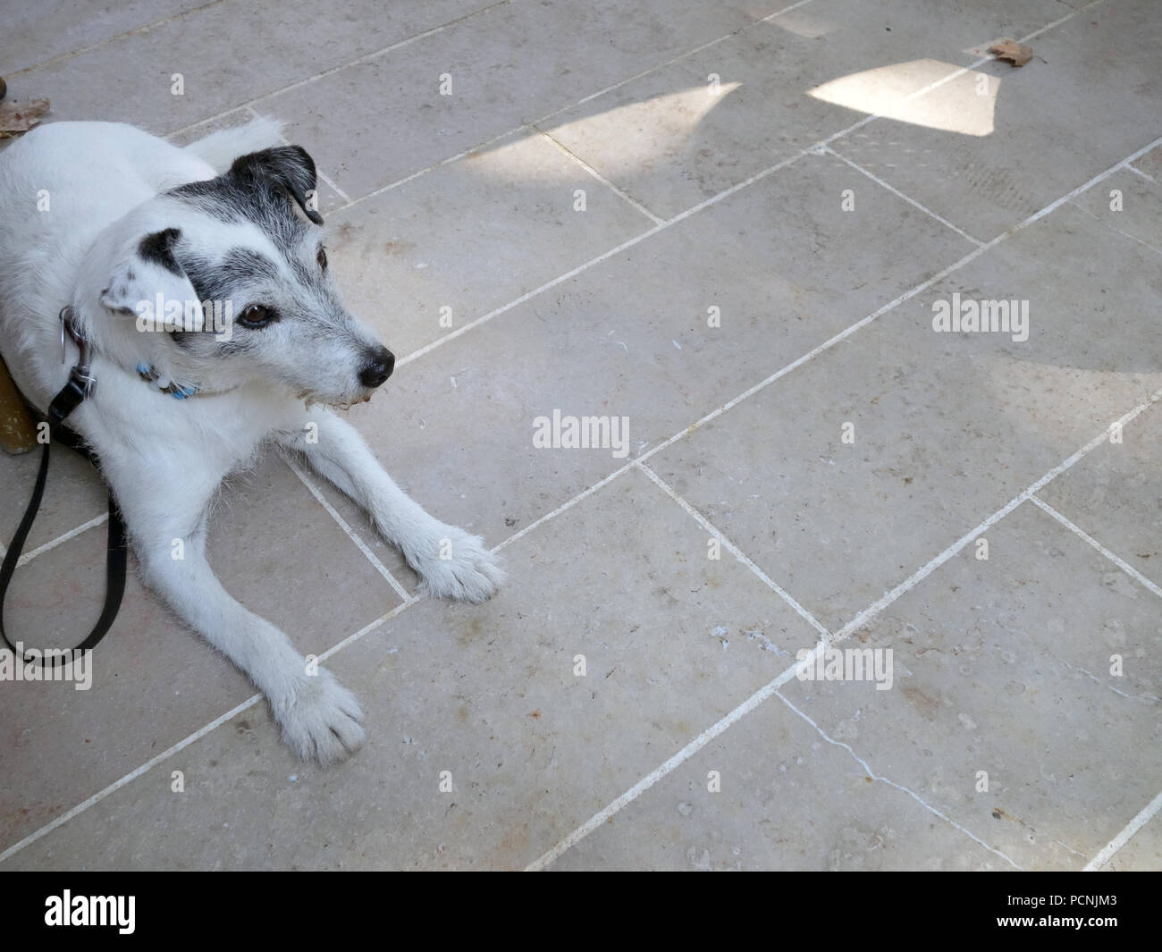 15 year old bitch sits waiting patiently for her master and friend ...
