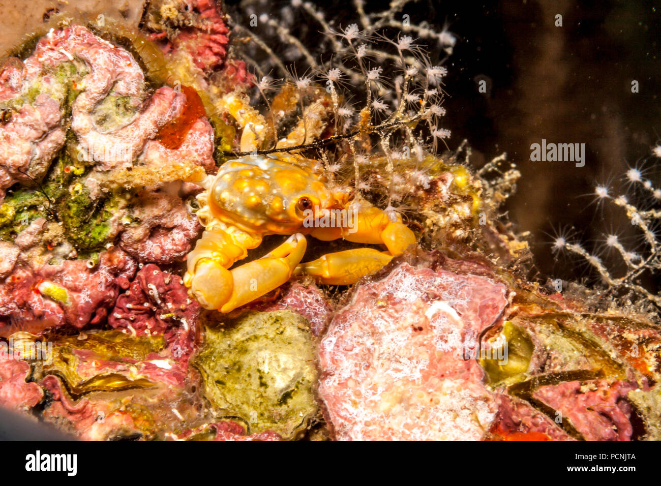 Banded clinging crab hi-res stock photography and images - Alamy