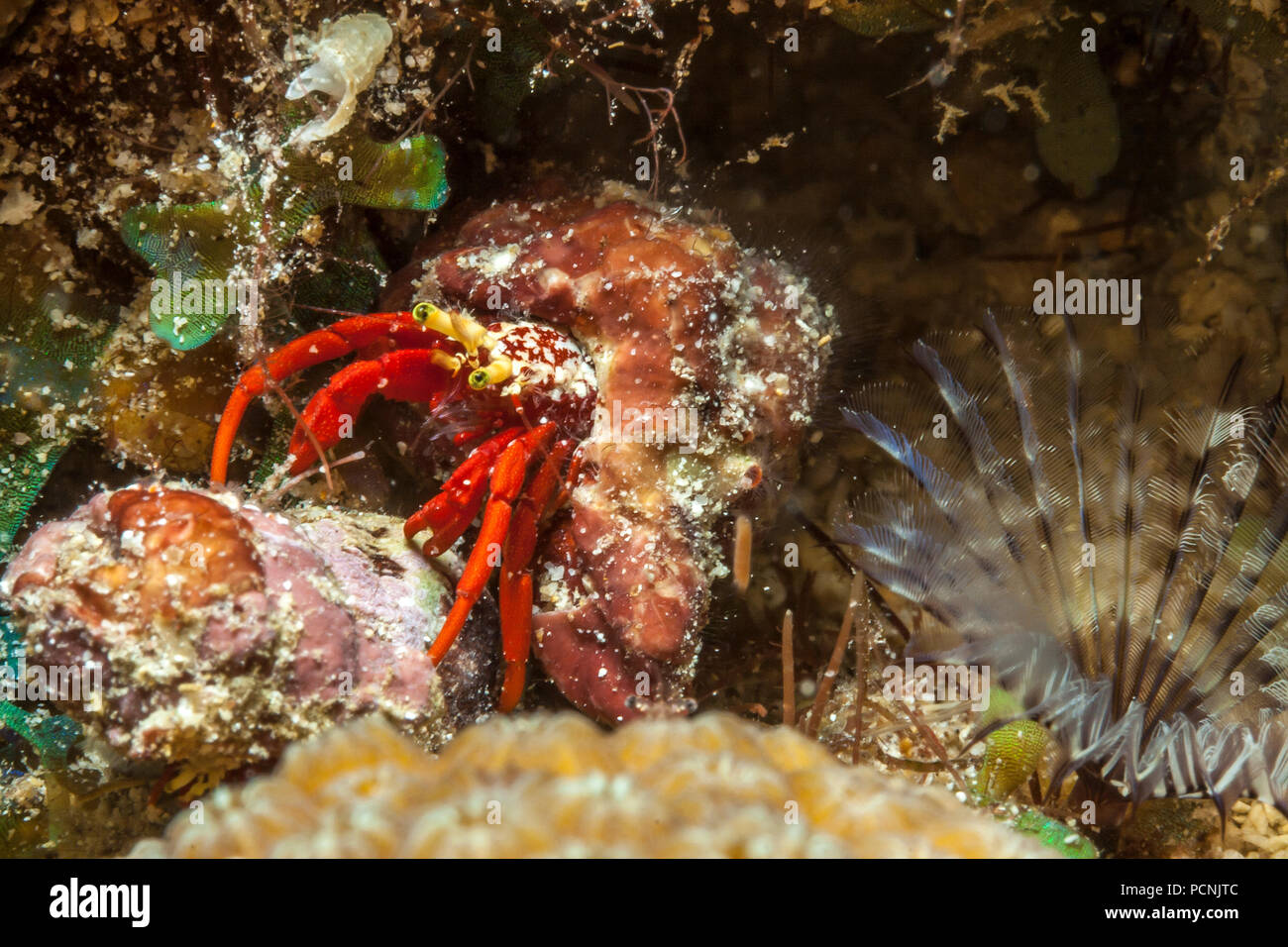 Hermit crabs are decapod crustaceans of the superfamily Paguroidea ...
