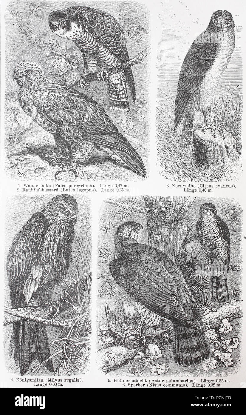 various Falcons, birds of prey in the genus Falco, which includes about ...