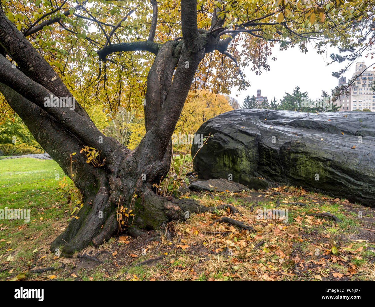 Central Park, New York City in autumn with fall foliage Stock Photo - Alamy