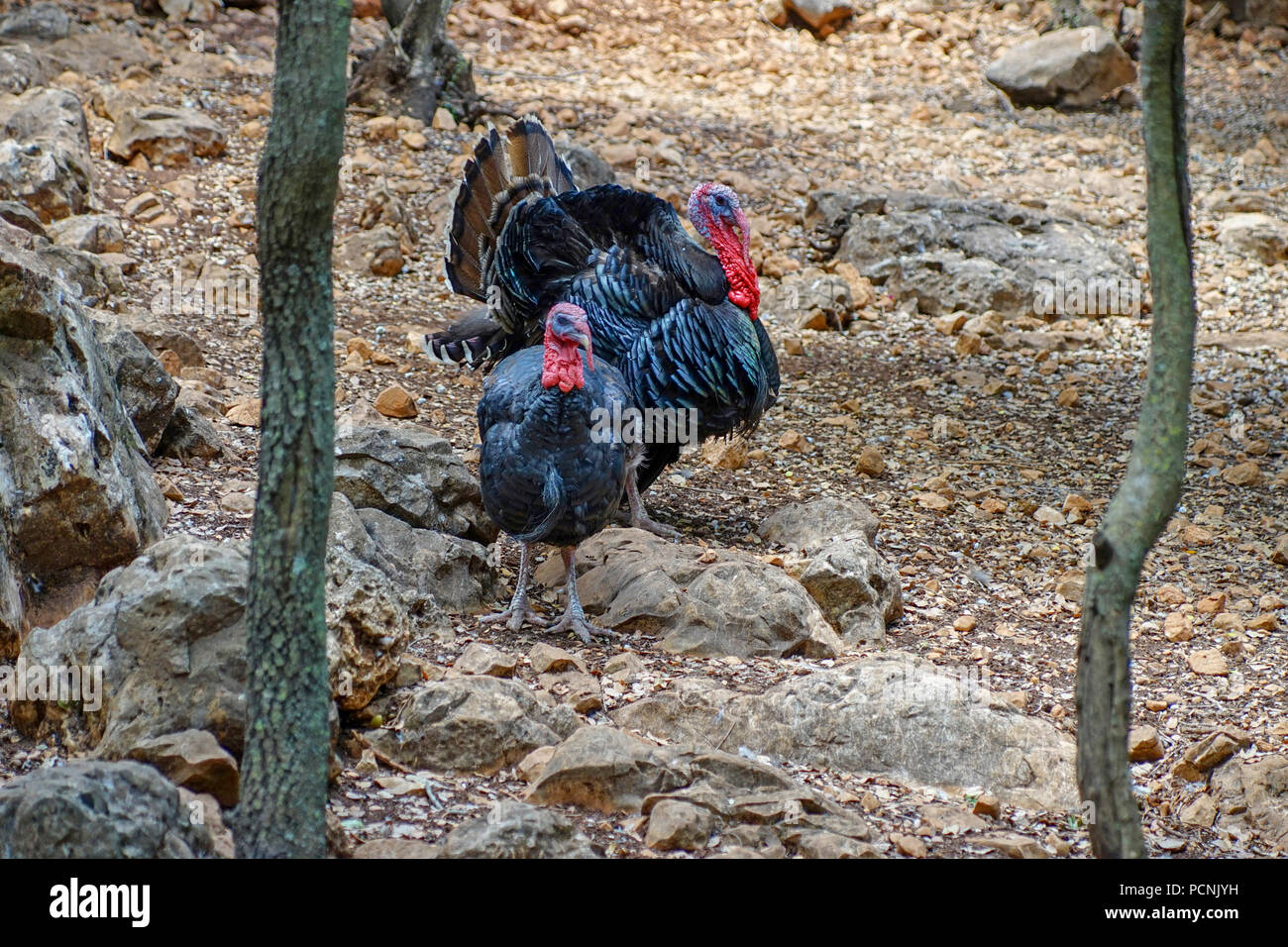 Free range Turkeys Stock Photo - Alamy