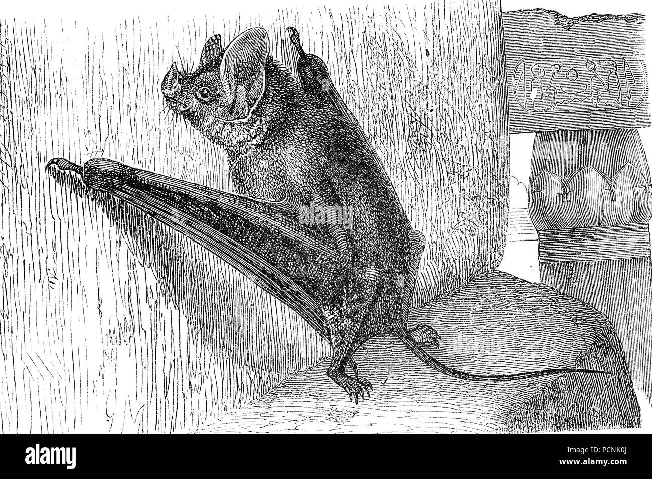 greater mouse-tailed bat, Rhinopoma microphyllum, digital improved ...