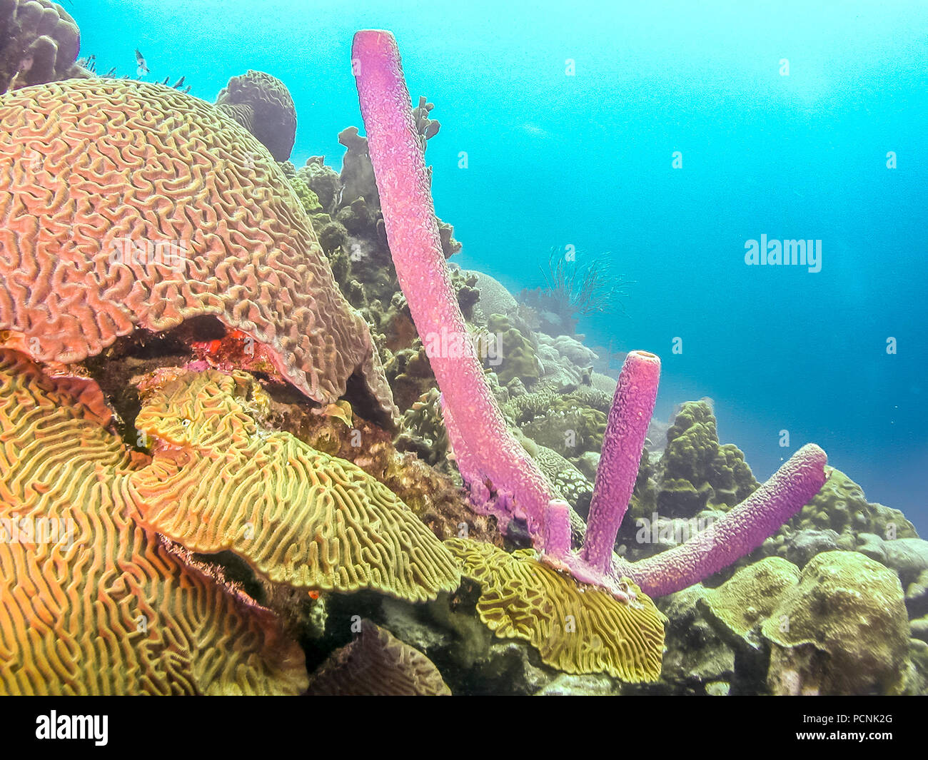Pipe sponge hi-res stock photography and images - Alamy