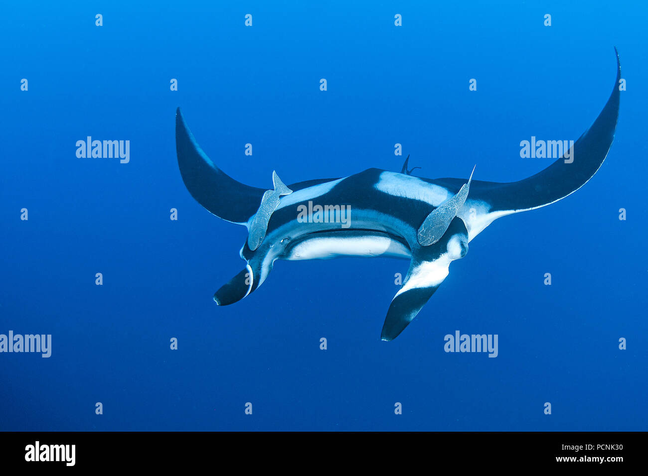 Oceanic mantas hi-res stock photography and images - Alamy